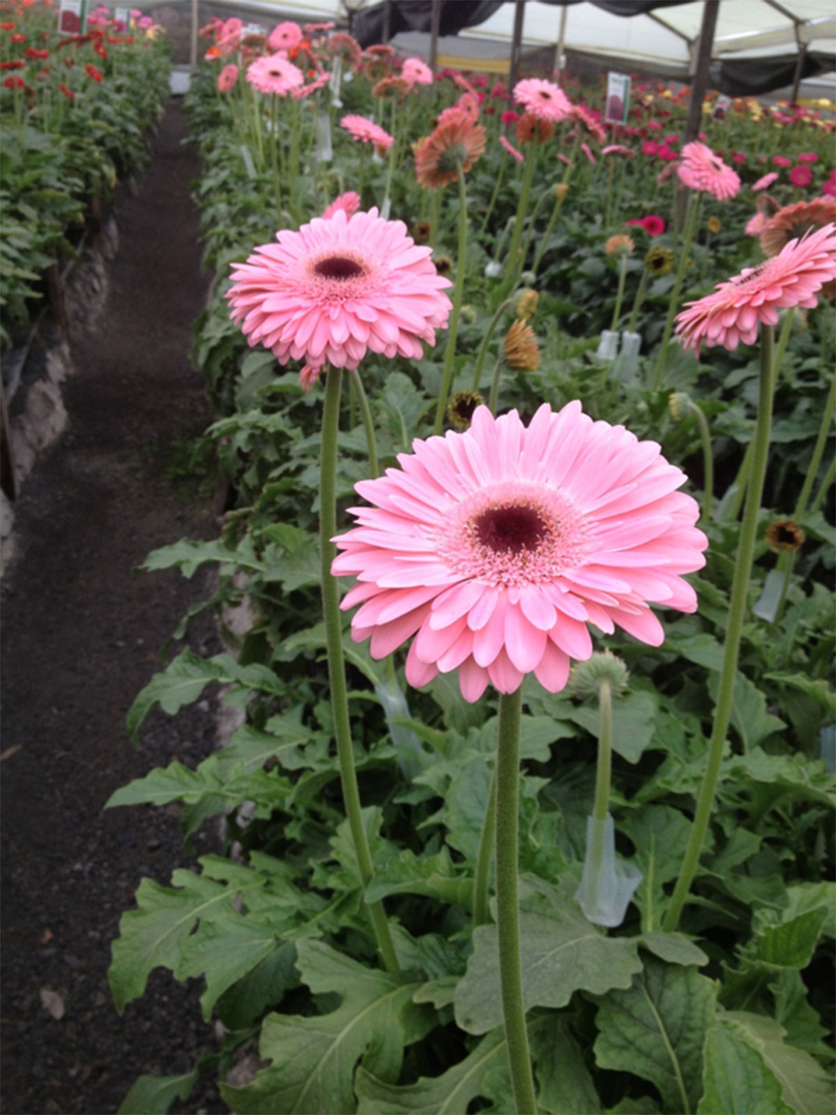 Una buena gerbera se conoce | Metroflor