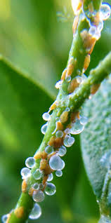 Diaphorina citri Kuwayama (hemiptera: liviidae) de insecto-fitófago a ...