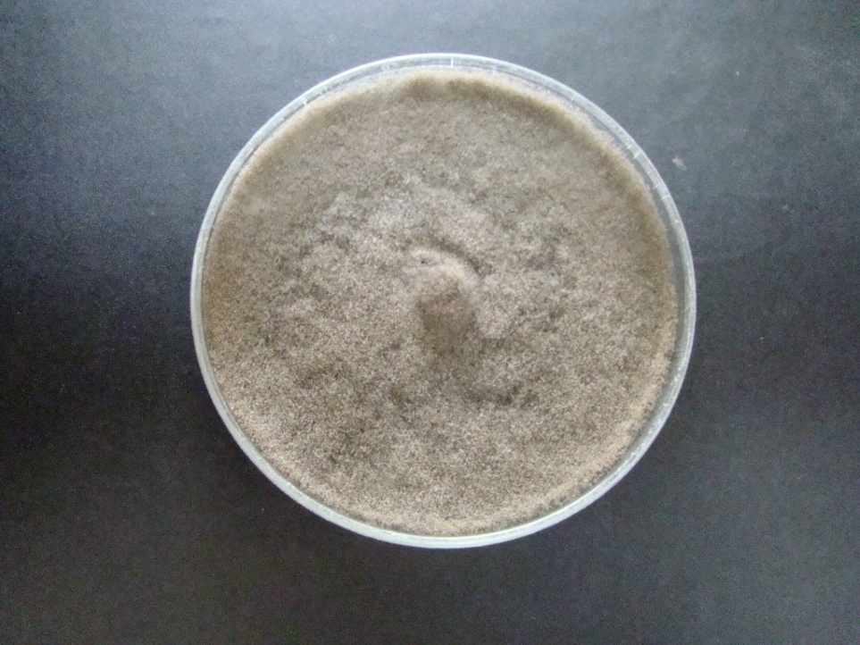 Botrytis cinérea | Metroflor