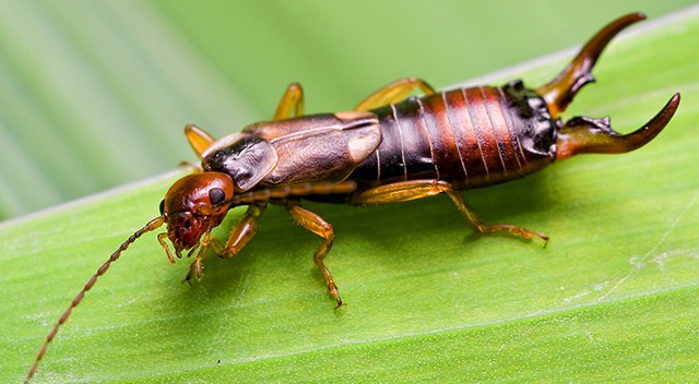 Los dermápteros: elementos para conocerlos en toda su dimensión | Metroflor