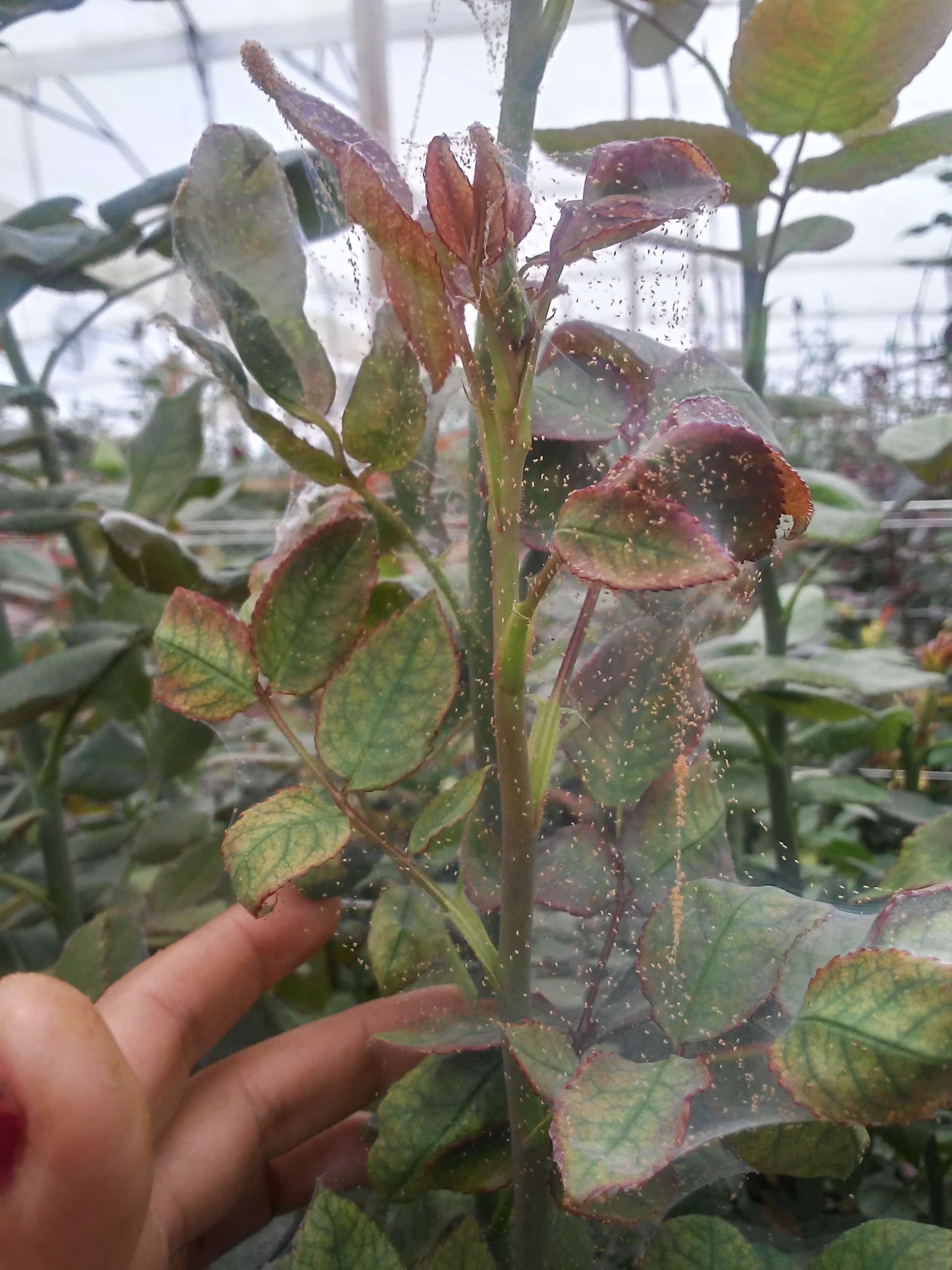 acaros-en-flores | Metroflor