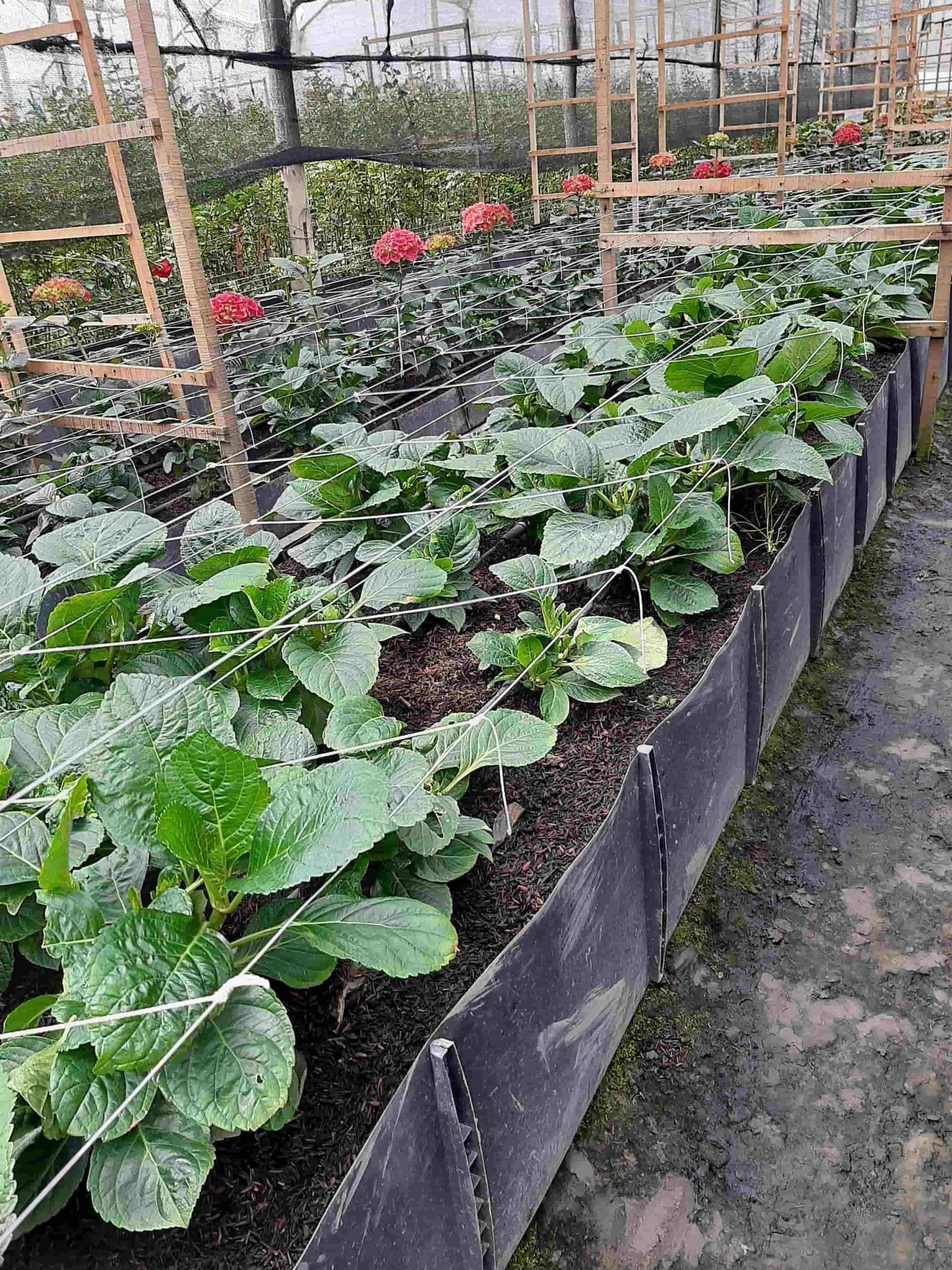 original-mapal | Metroflor