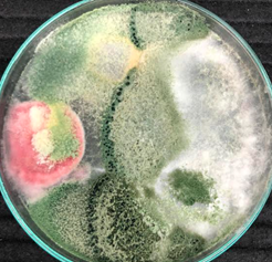 2. Actividad biocontroladora del producto Tricogenia (Trichoderma ...