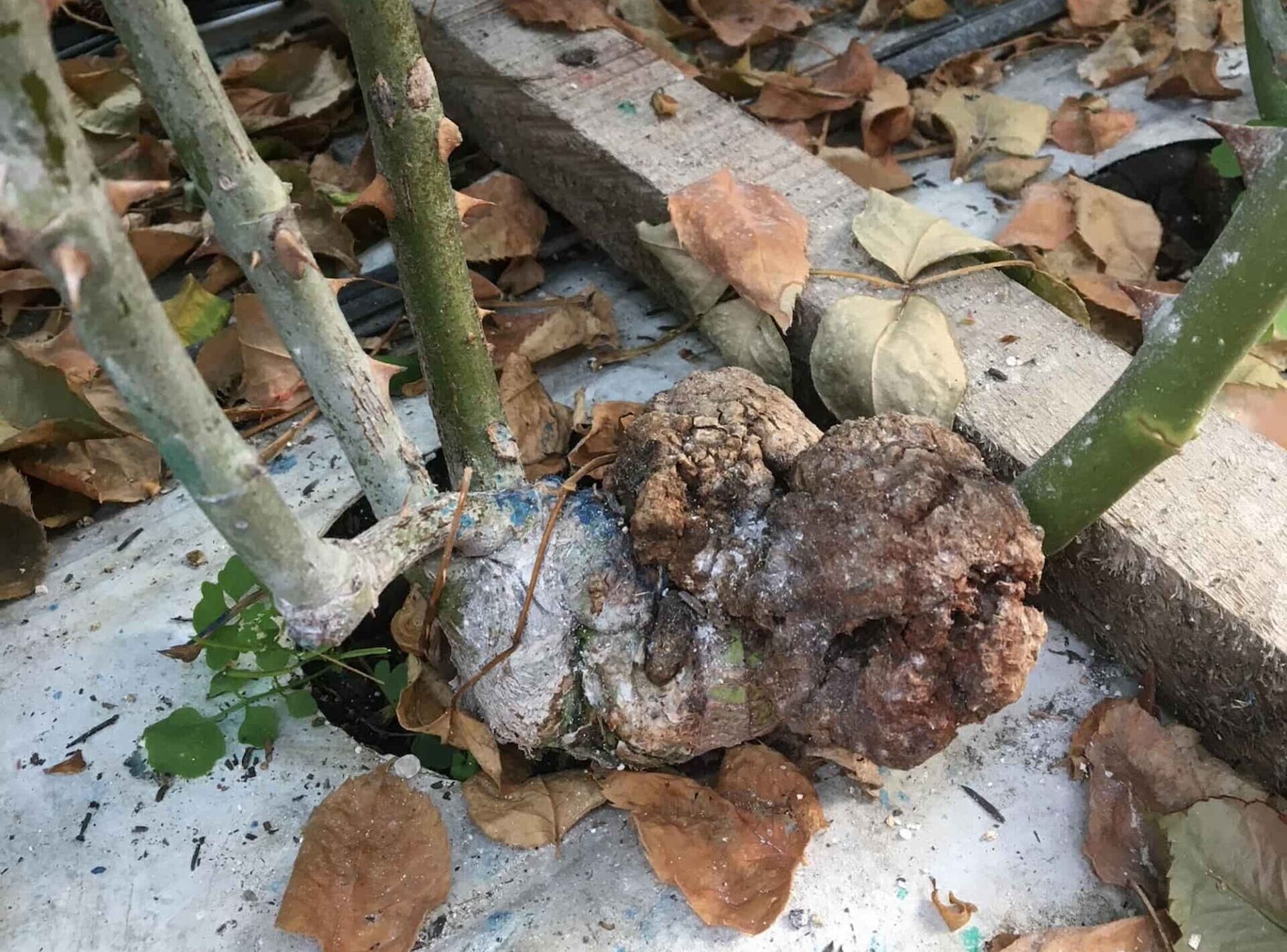 Antagonismo entre Agrobacterium tumefaciens y Agrobacterium radiobacter ...